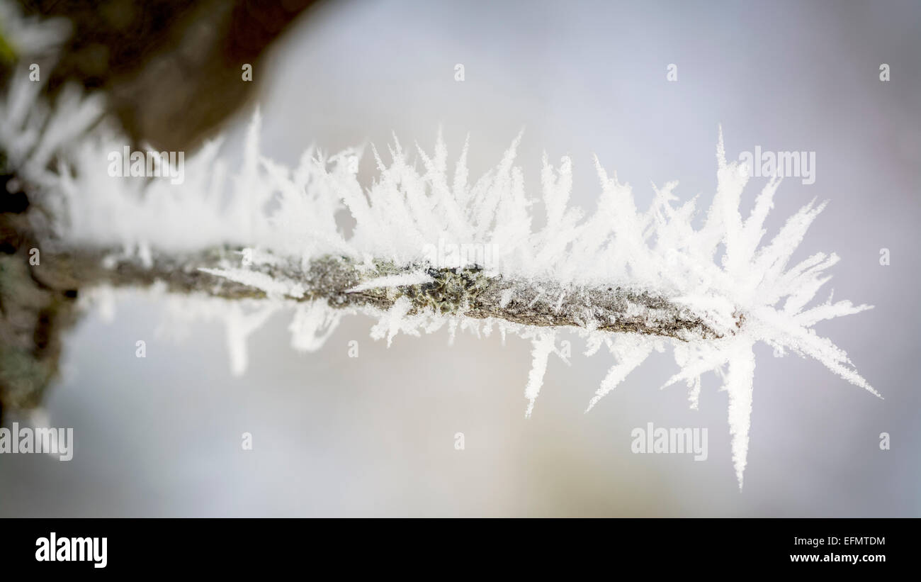 Ice crystals in a stick Stock Photo - Alamy