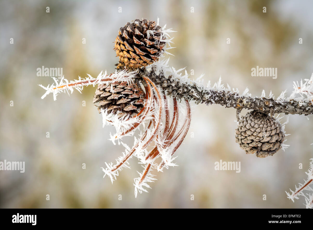 Pine cones in a winter frosted tree Stock Photo - Alamy