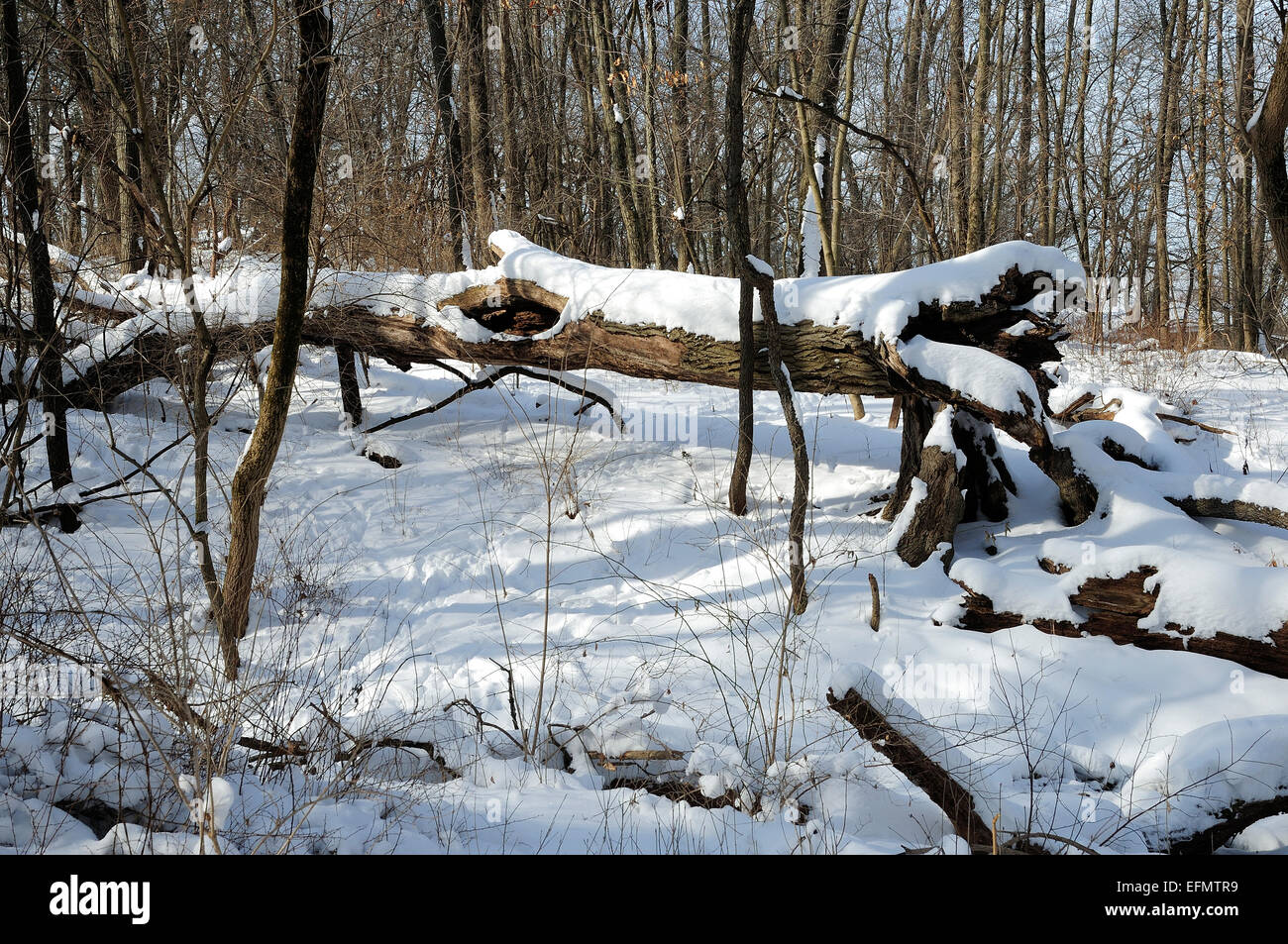 Winter scenic in forest with animal tracks scurrying about Stock Photo ...