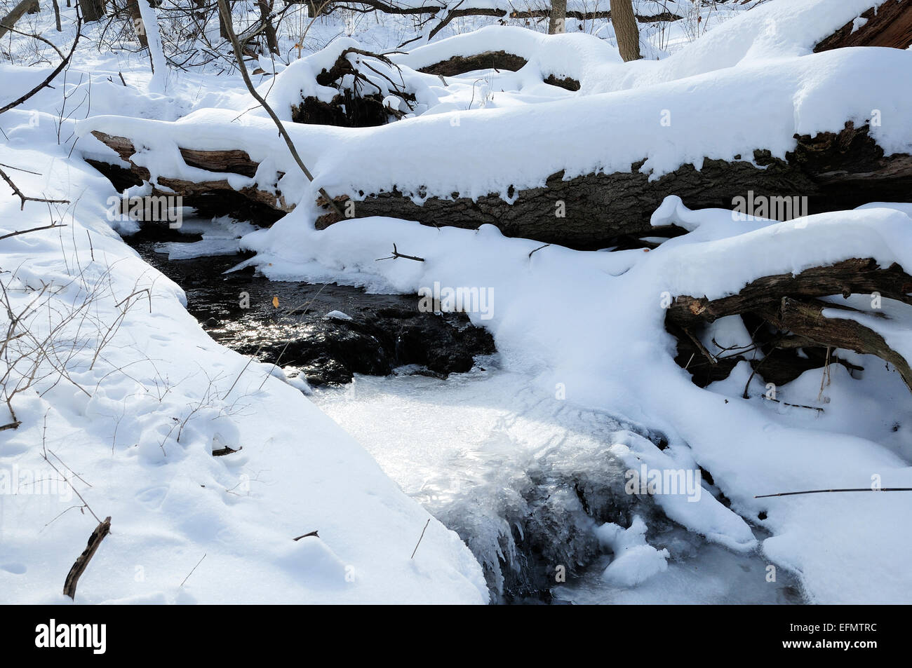 Winter scenic in forest with animal tracks scurrying about Stock Photo ...