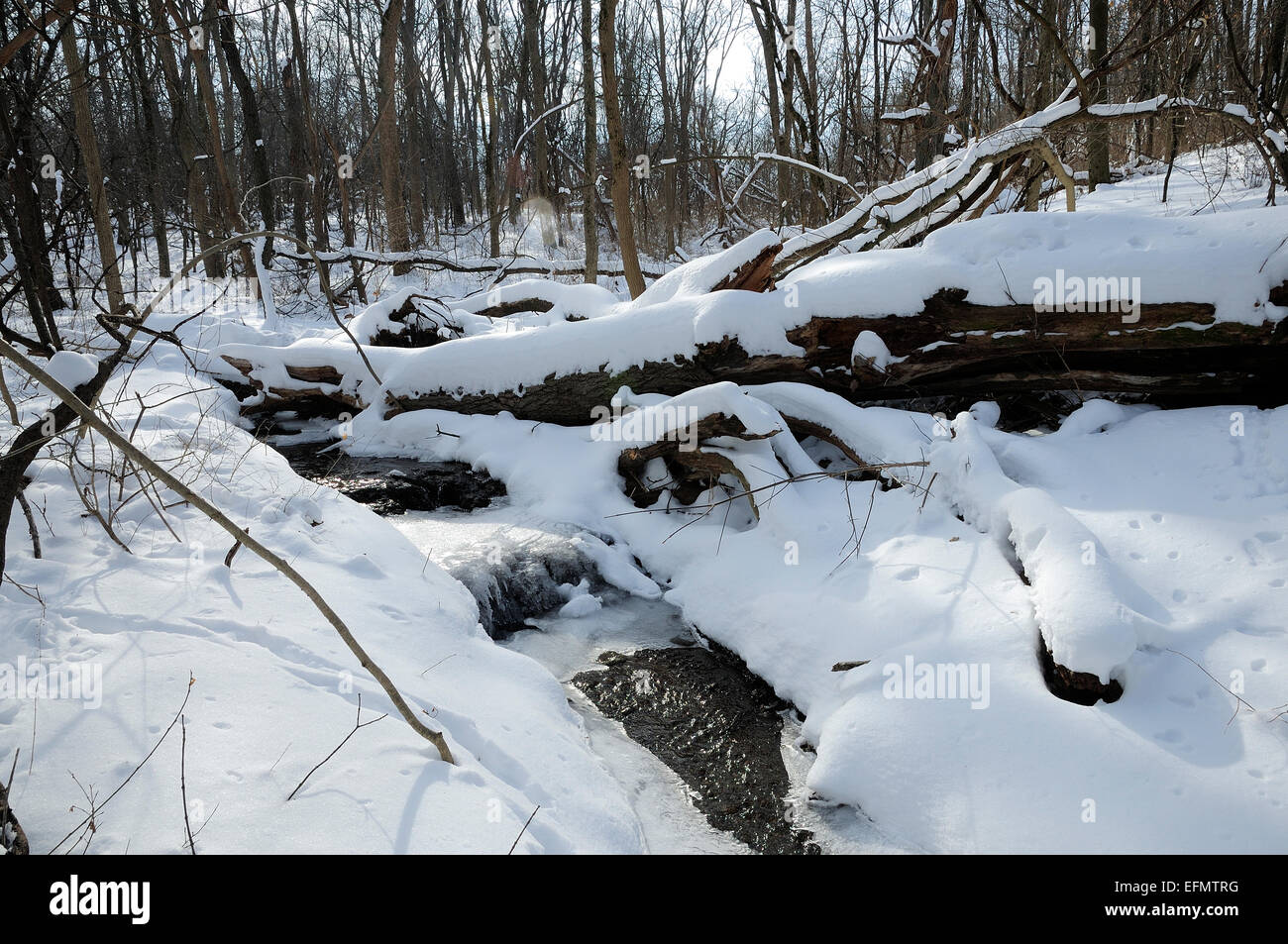 Winter scenic in forest with animal tracks scurrying about Stock Photo ...