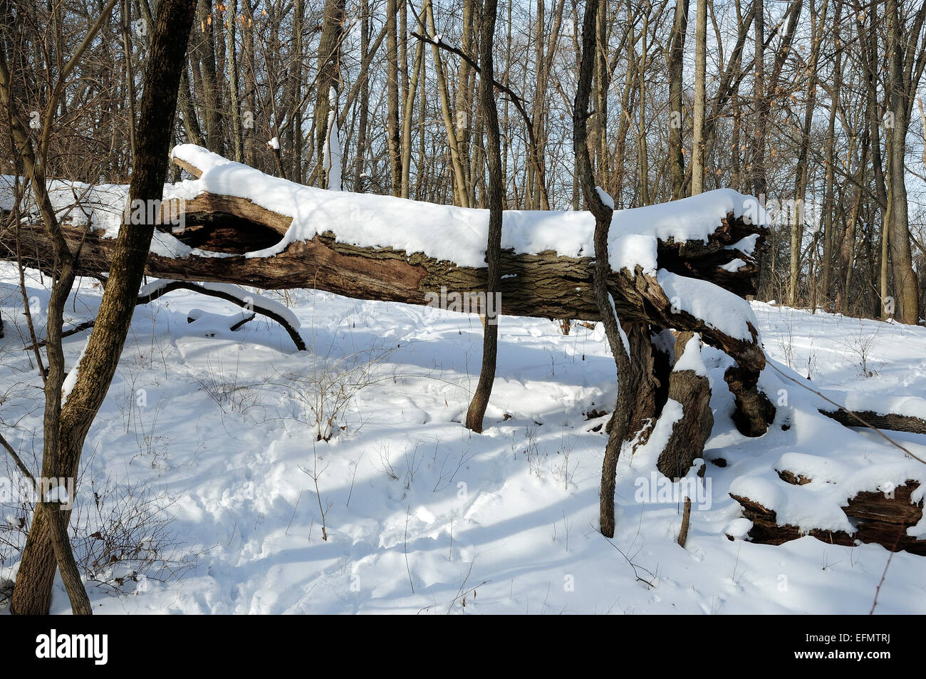 Winter scenic in forest with animal tracks scurrying about Stock Photo ...