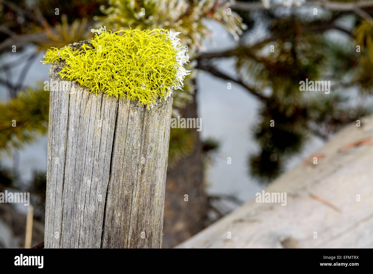 Moss covered wood fence post with ftost on it Stock Photo - Alamy
