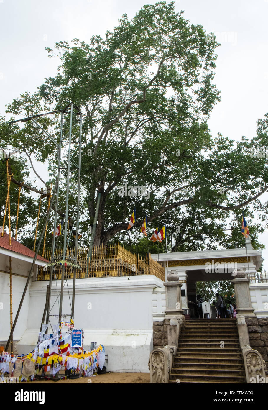 The famous sacred bo,bodhi,tree,temple Buddhist,Anuradhapura,Sri Lanka ...
