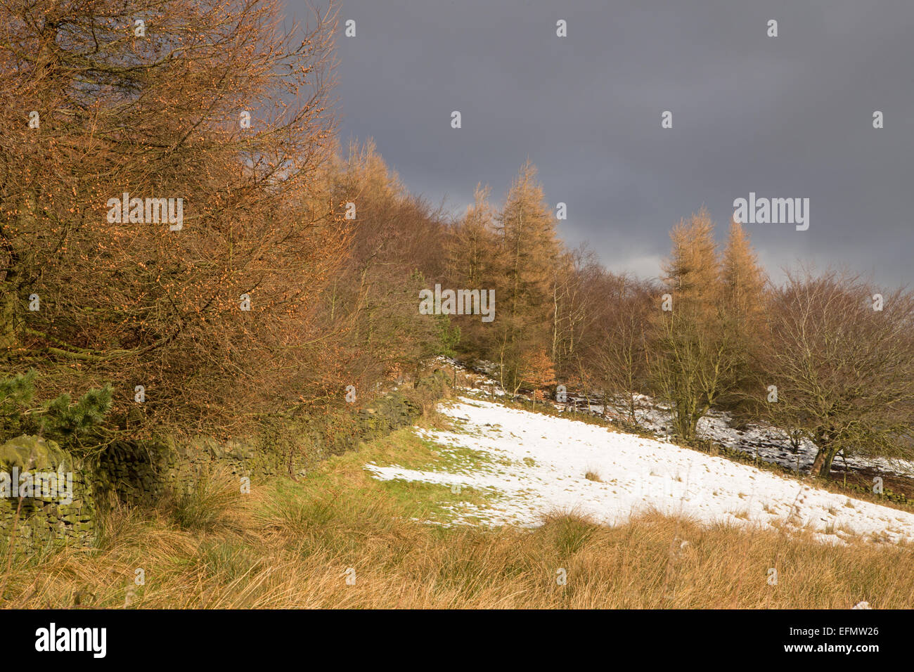 A view of a snowy slope below a woodland scene Stock Photo - Alamy