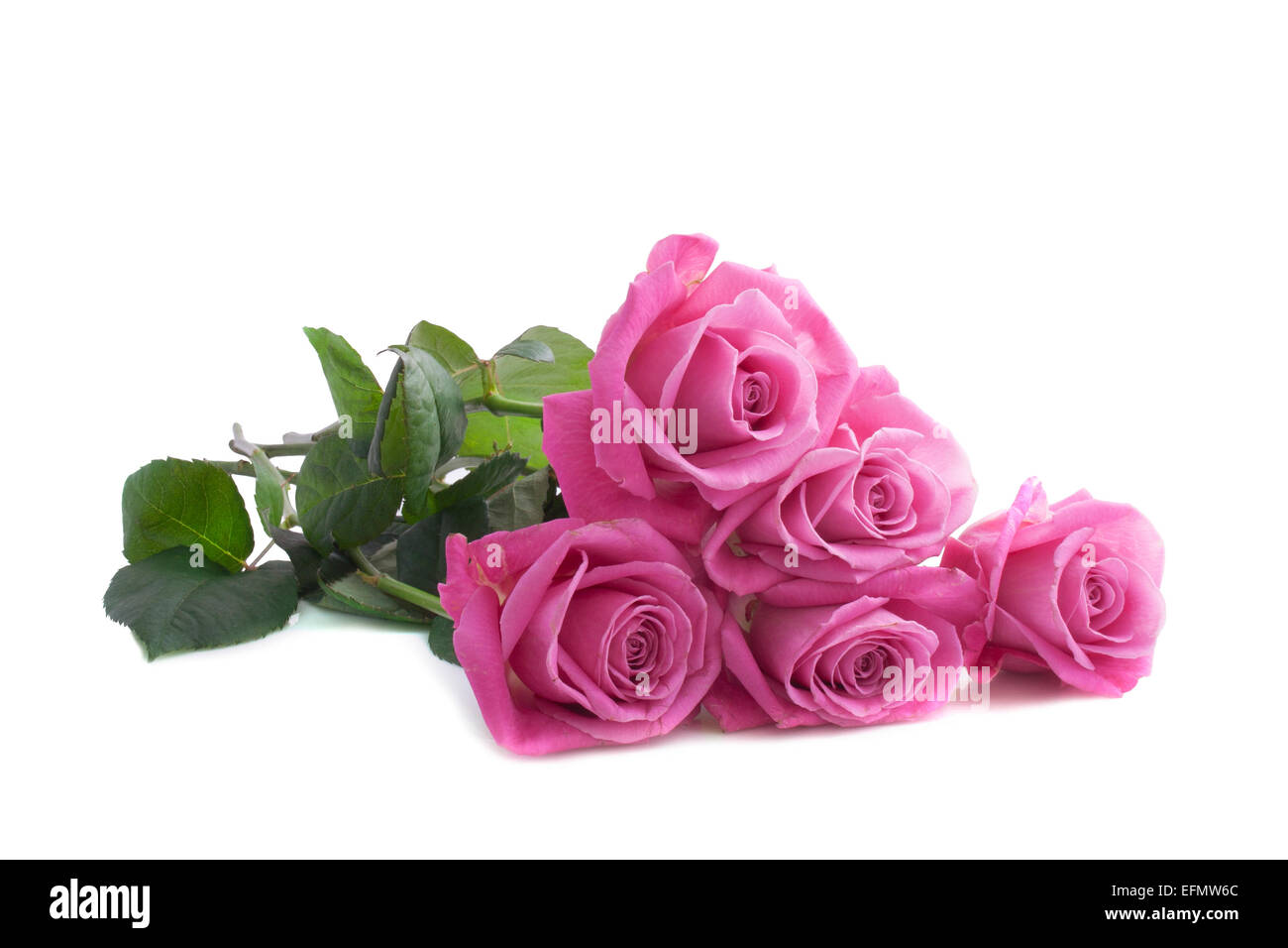 five pink roses isolated on a white background Stock Photo - Alamy
