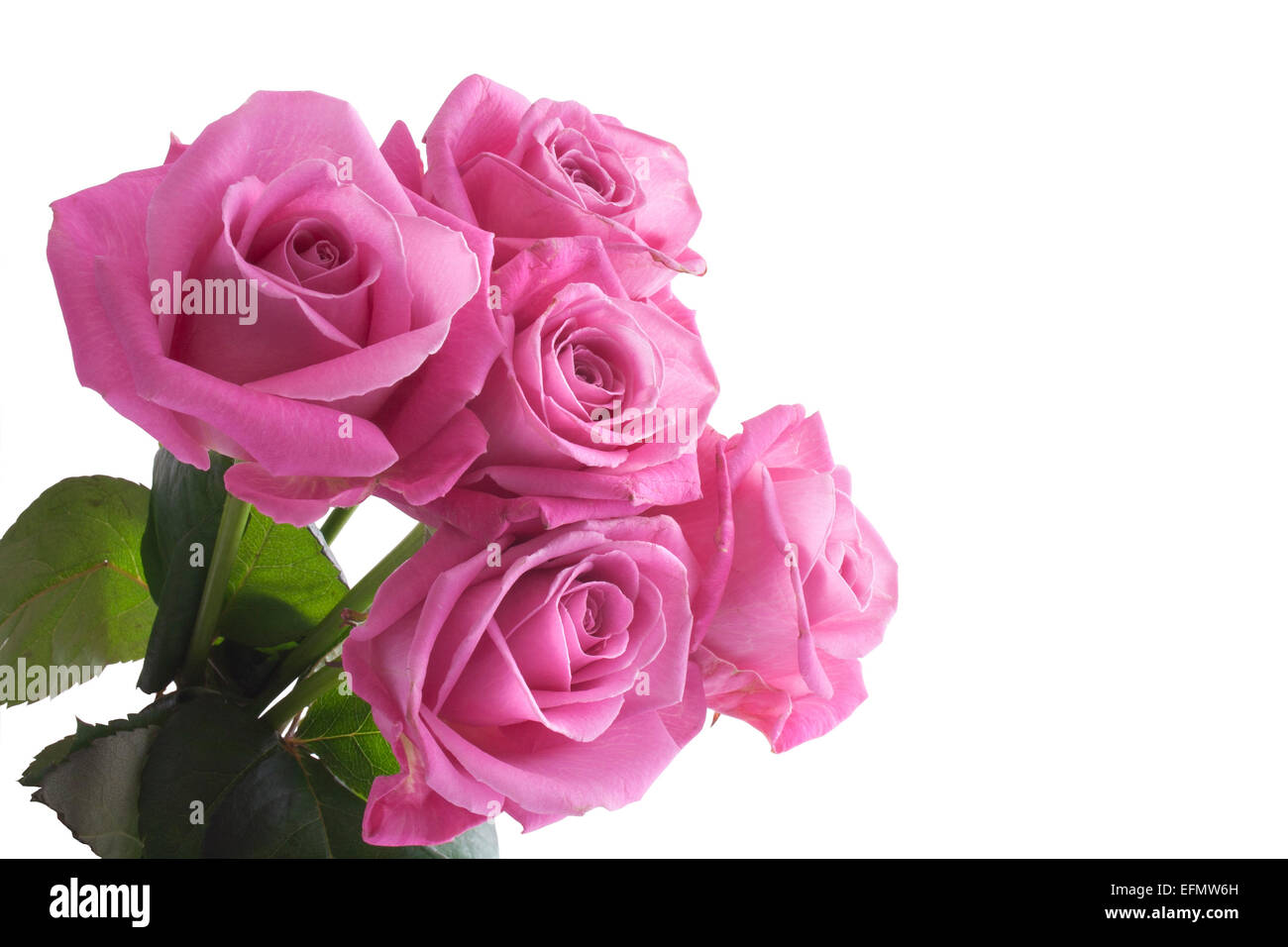 Romantic background roses greeting Cut Out Stock Images & Pictures - Alamy