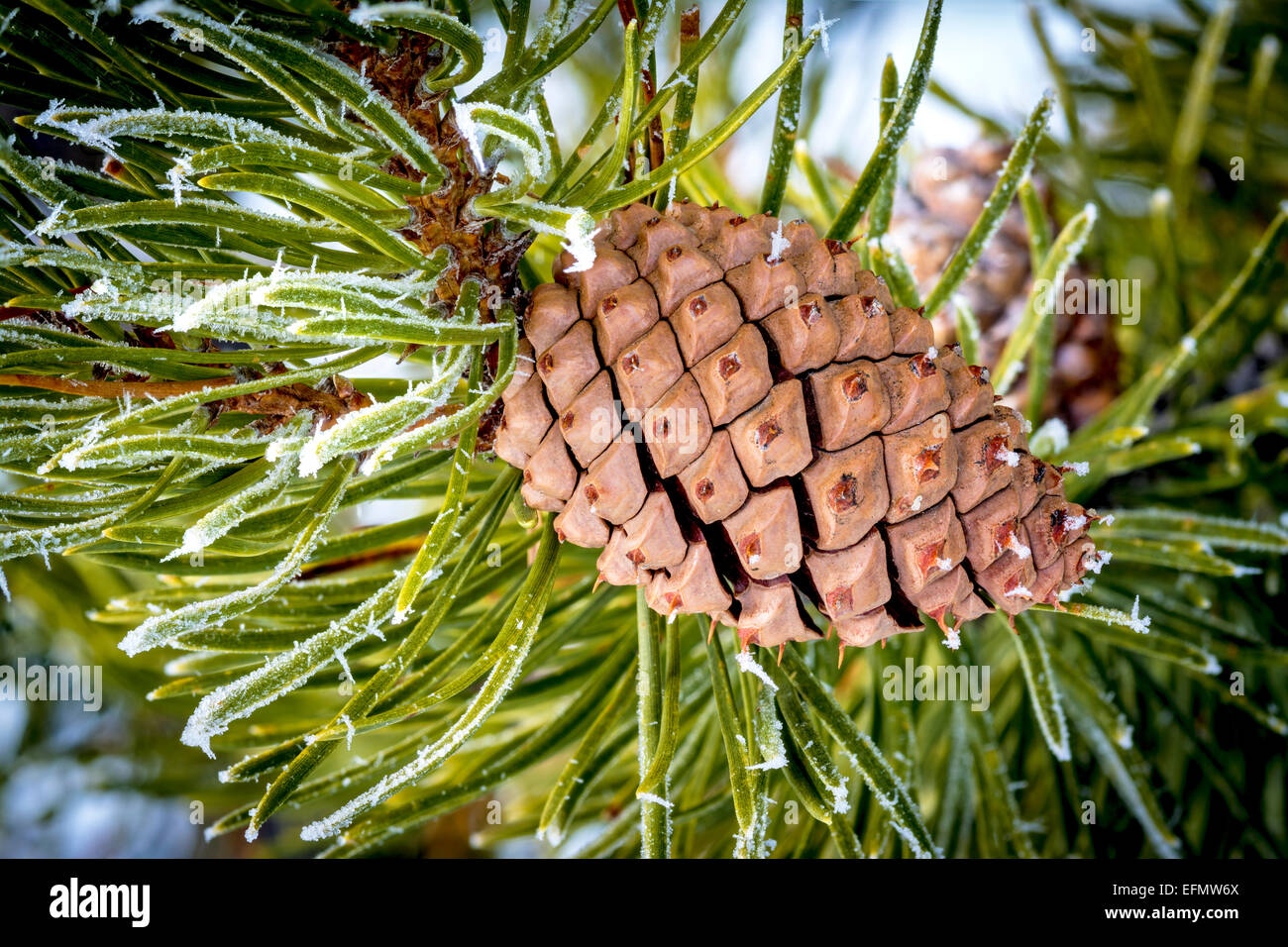 Cone tree hi-res stock photography and images - Alamy