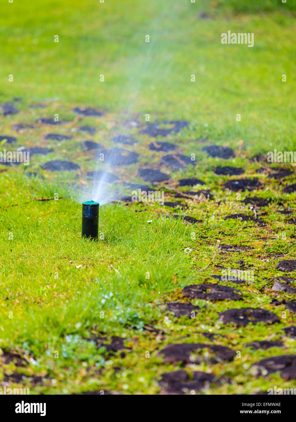 Gardening. Lawn sprinkler spraying water over green grass. Irrigation ...