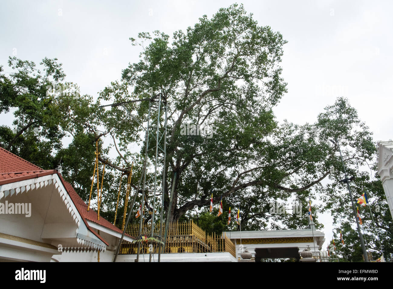 The famous sacred bo,bodhi,tree,temple Buddhist,Anuradhapura,Sri Lanka ...