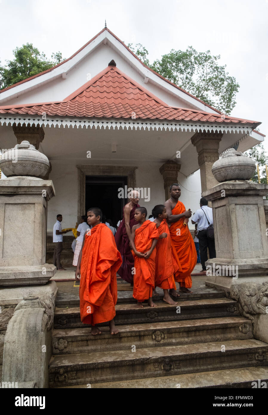 Devotee worship novice monks at sacred bo,bodhi,tree,temple Buddhist ...