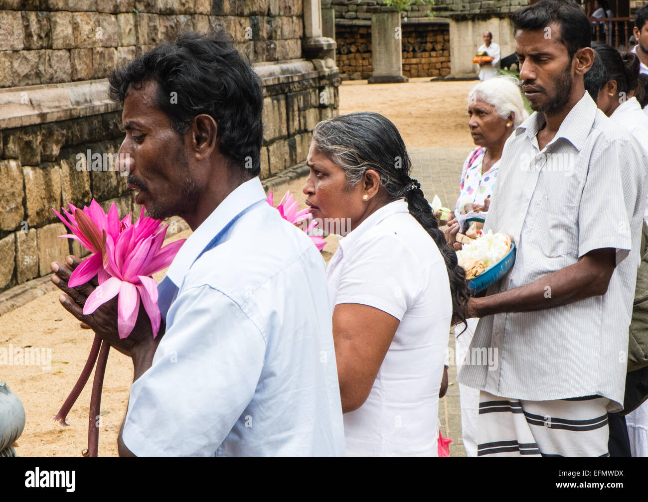 Bo tree leaf hi-res stock photography and images - Alamy