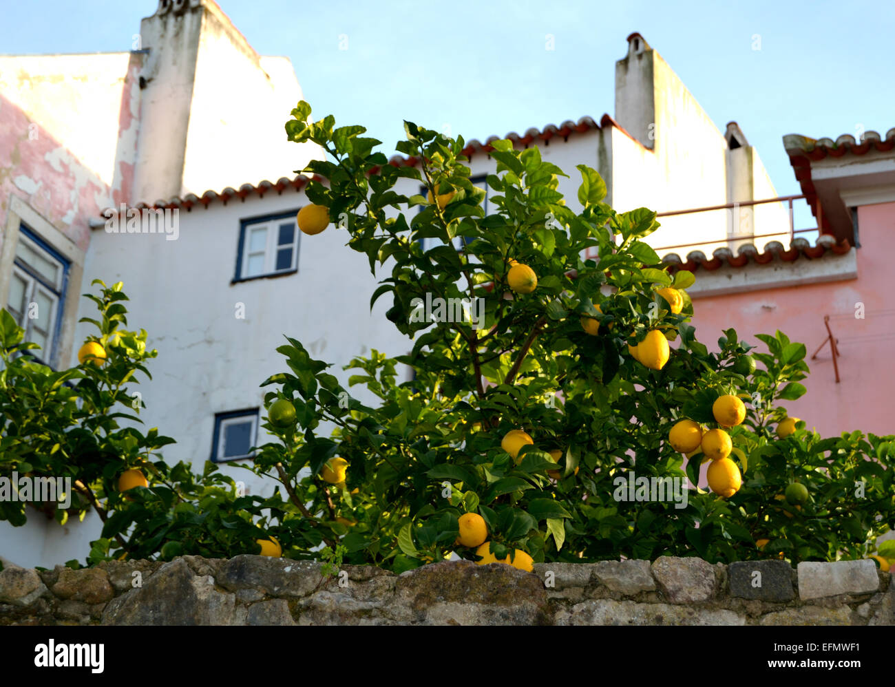 Yellow Lemon Tree Stock Photo - Alamy