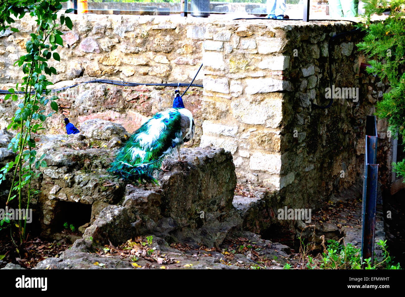 Peacocks in Old Castle Stock Photo - Alamy