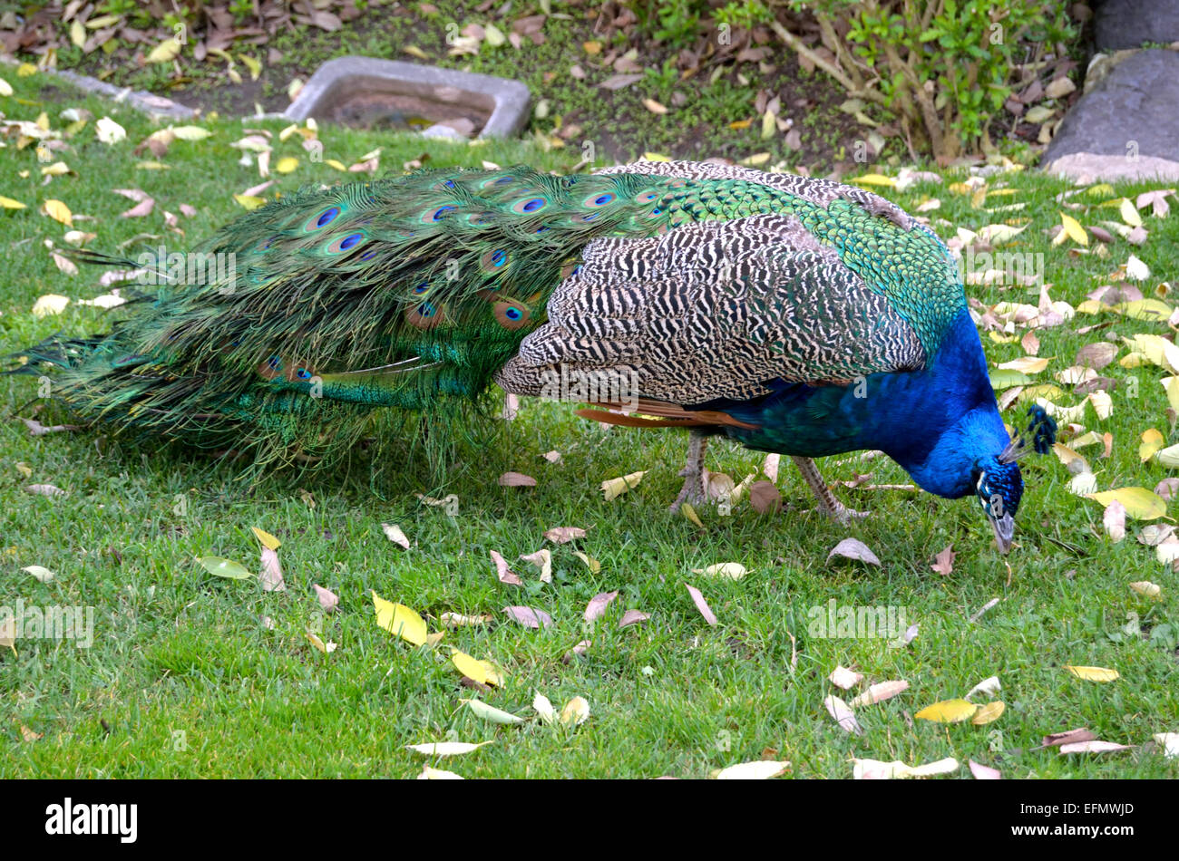 Peacock close up Stock Photo - Alamy
