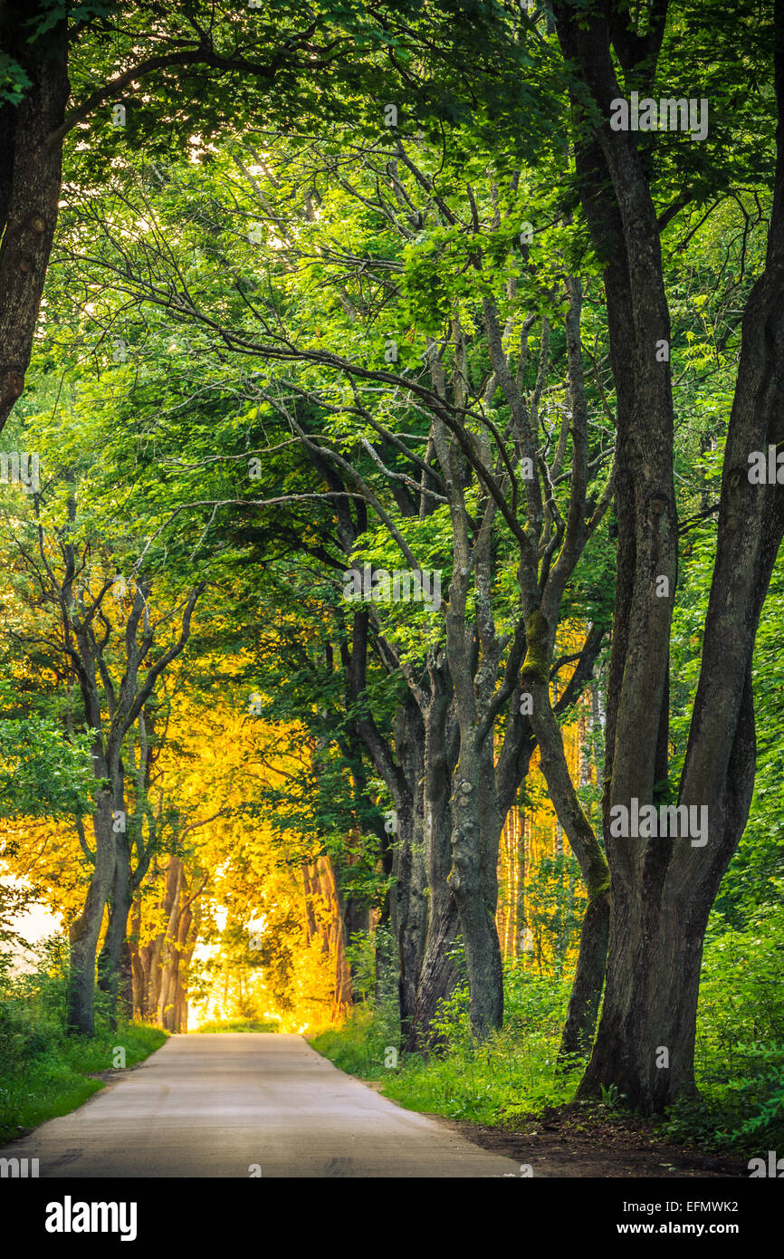 Sidewalk walking pavement alley path with old big trees in park. Beauty ...