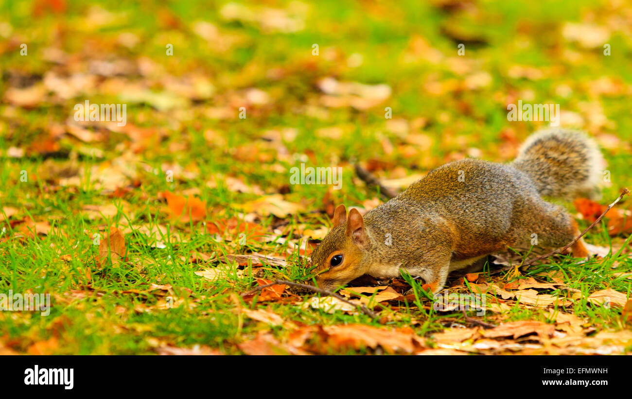 Fall grey squirrel hi-res stock photography and images - Alamy