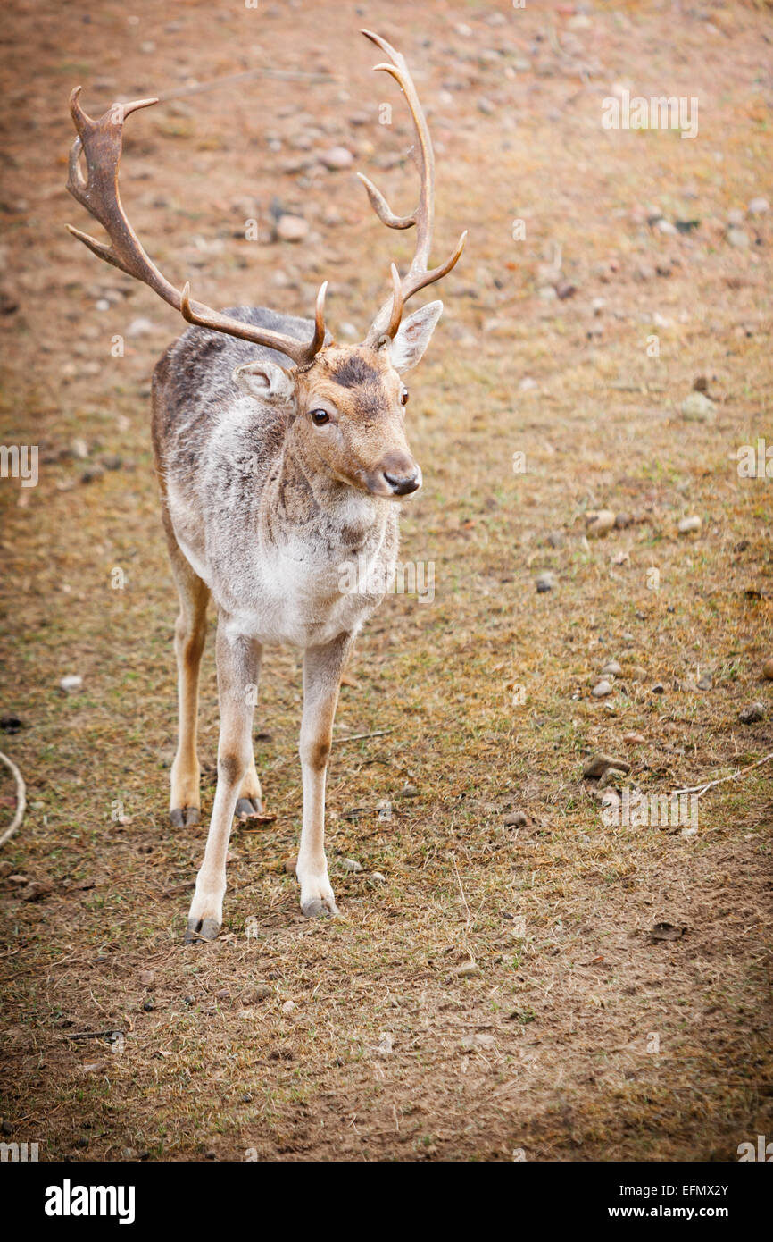 Young male red deer stag in autumn fall forest. Animals in natural ...