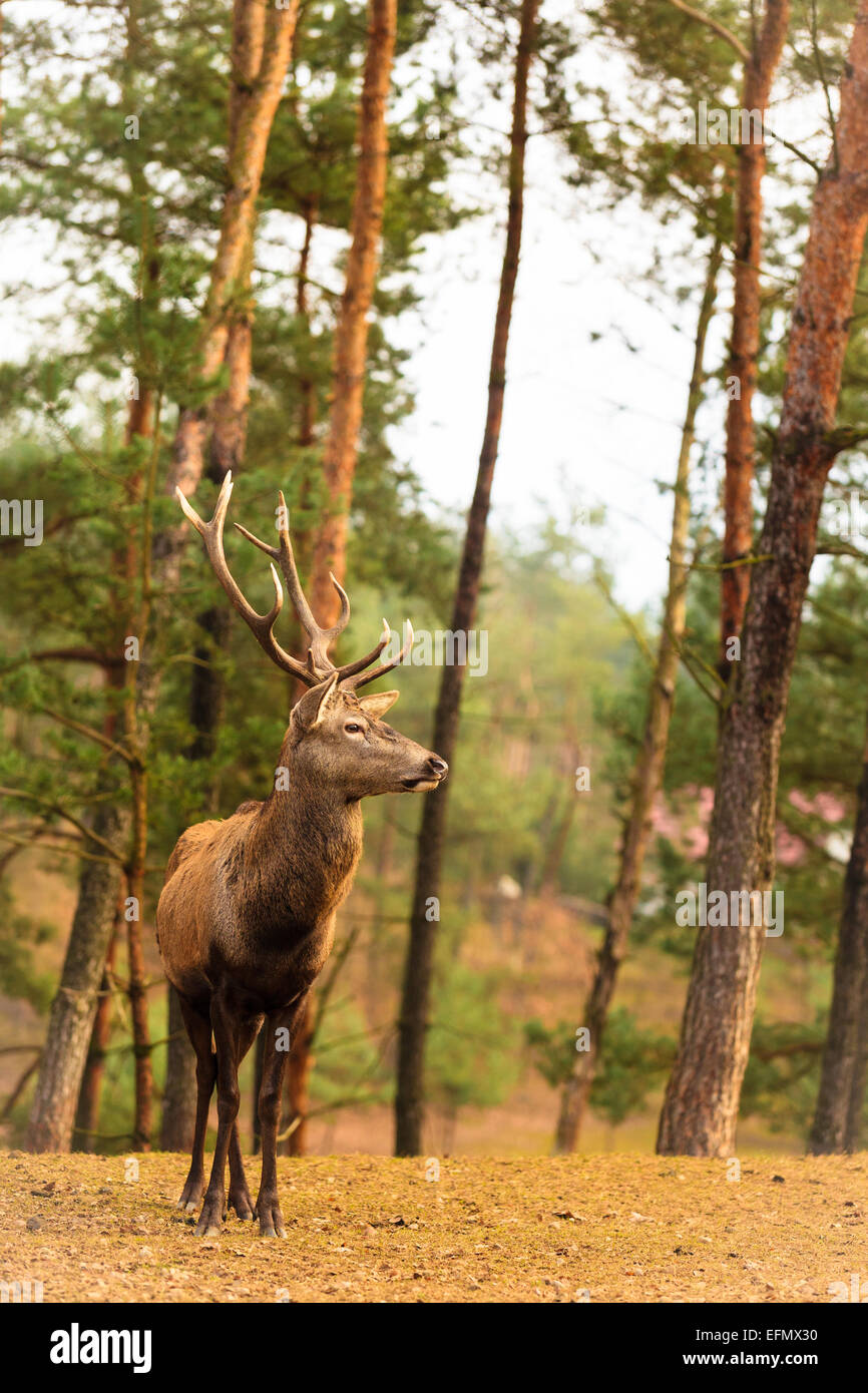Majestic powerful adult male red deer stag in autumn fall forest ...