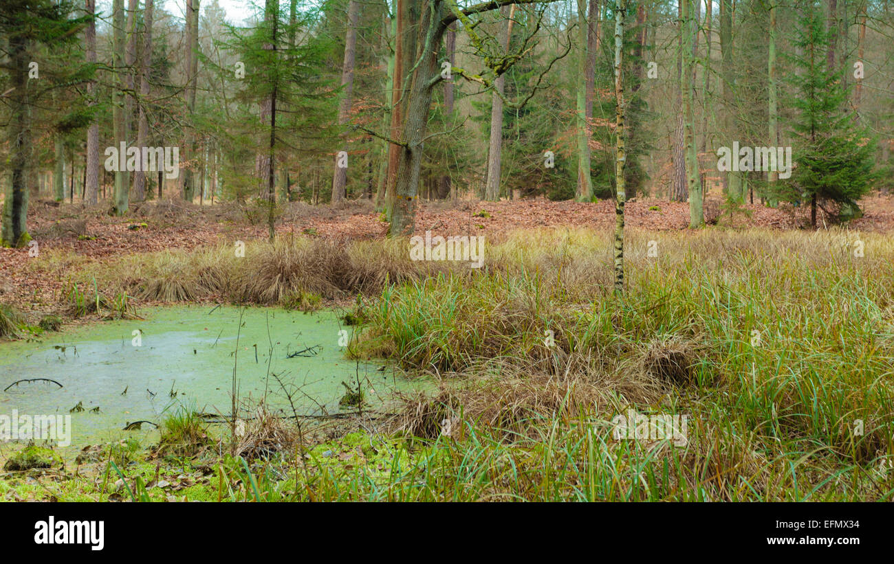swamp landscape, bog forest with standing water. Autumn landscape Stock ...
