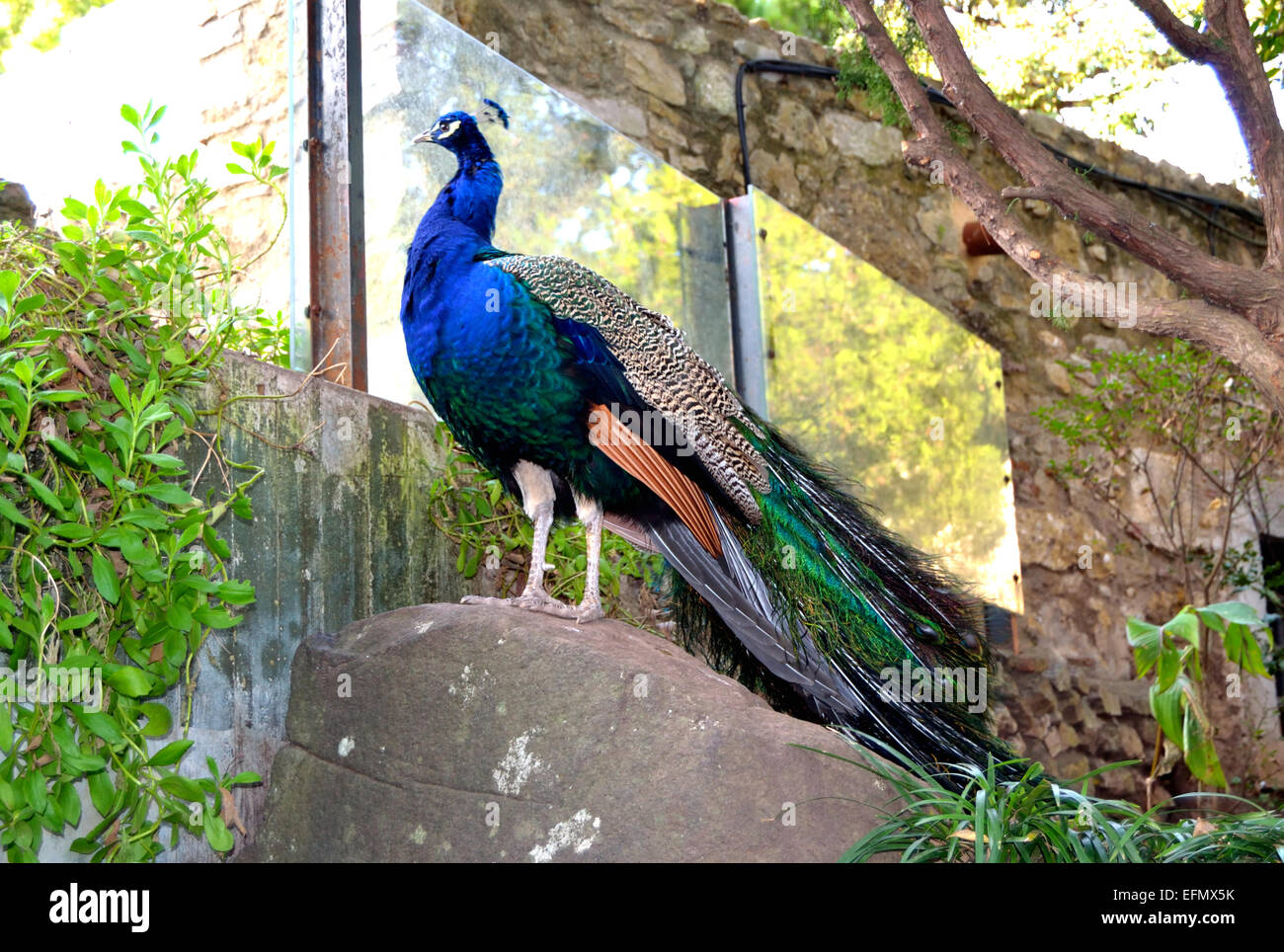 Majestic peacock hi-res stock photography and images - Alamy