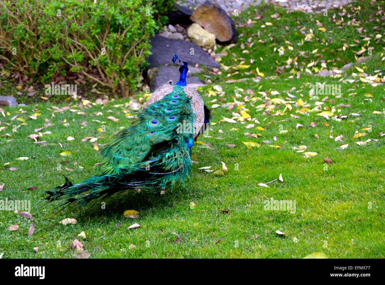Peacock running in the garden Stock Photo - Alamy