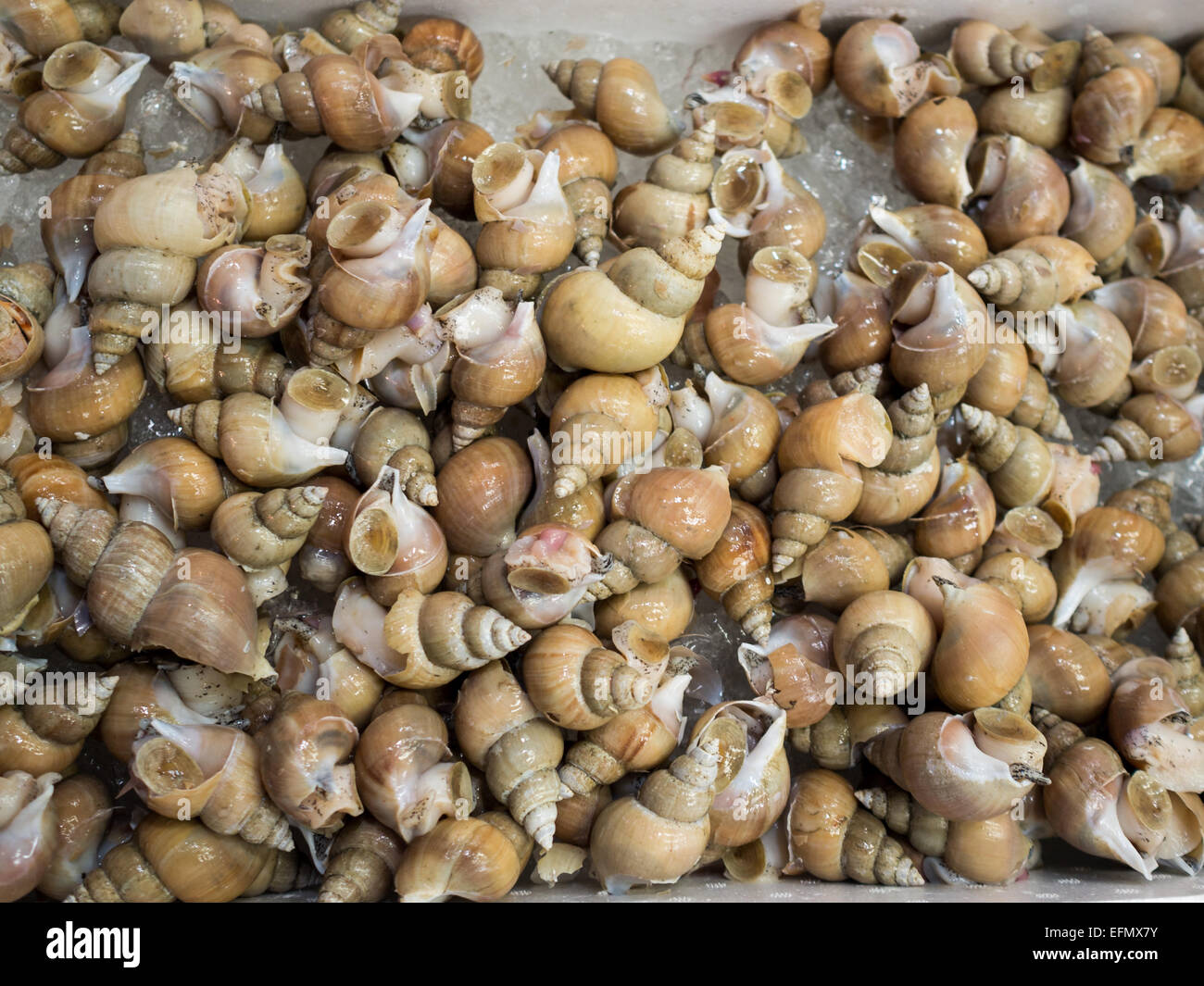 Shells for sale at Tsukiji fish market Stock Photo - Alamy