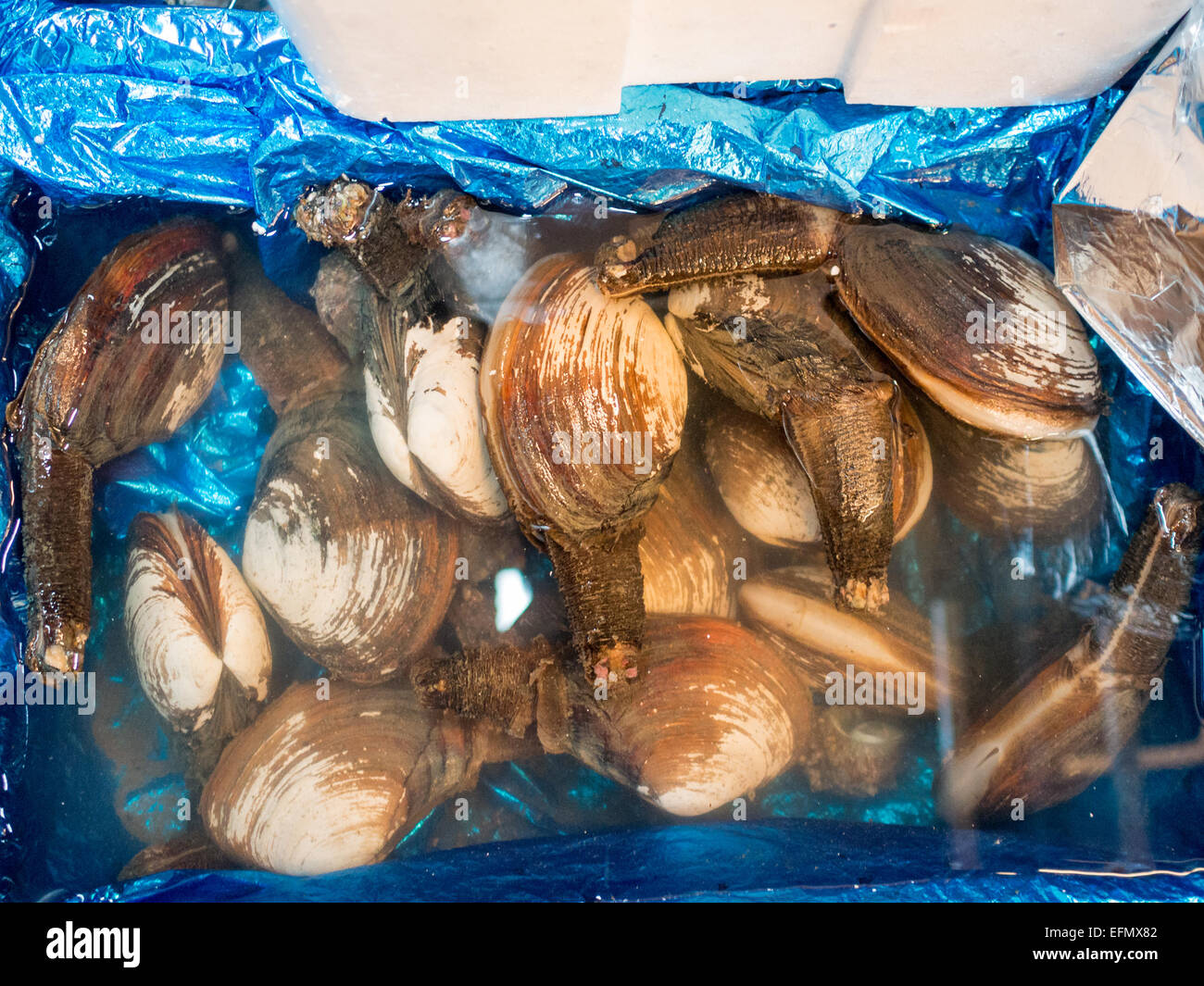 Fresh bivalves hi-res stock photography and images - Alamy