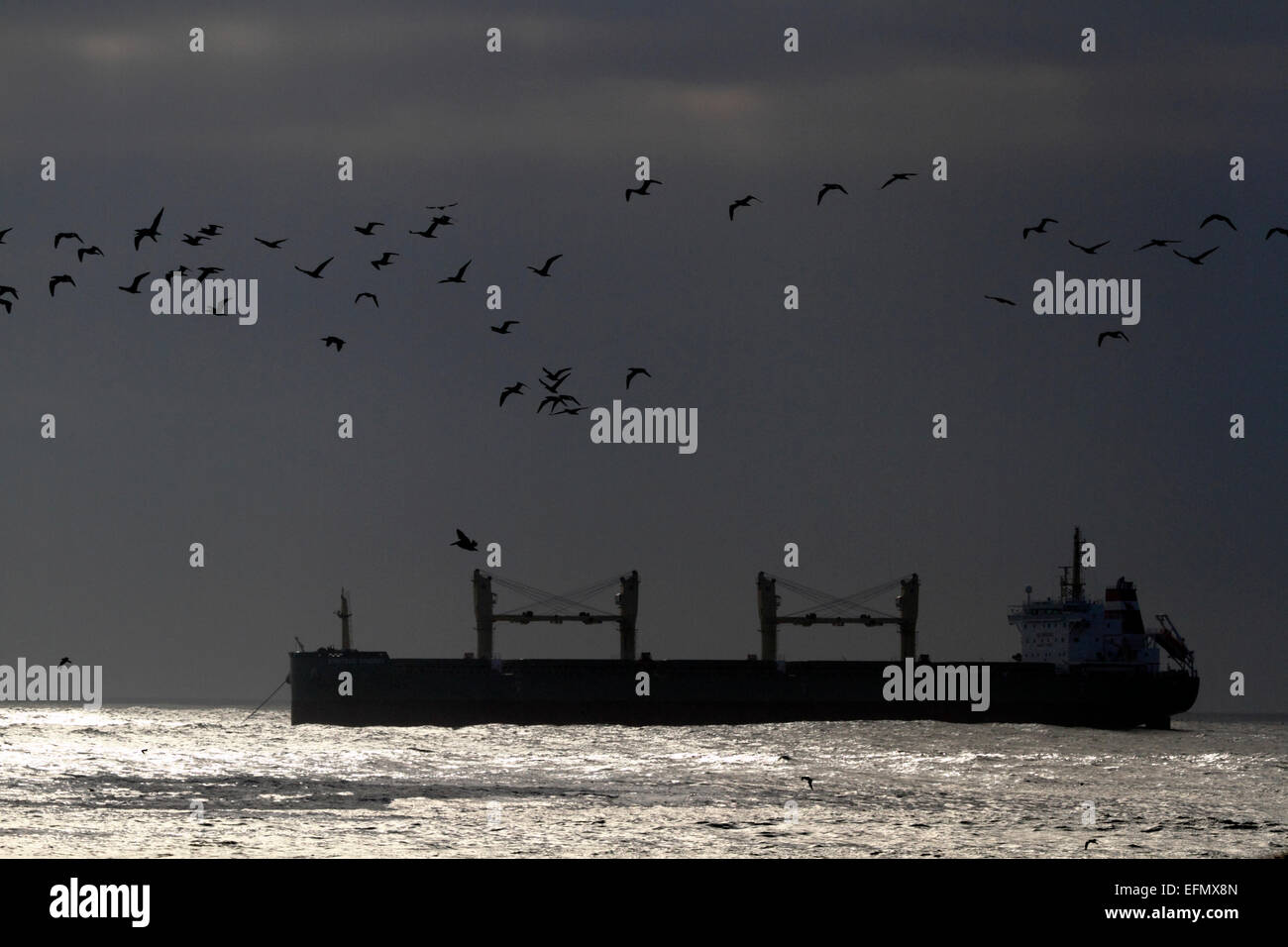 Flock of seabirds flying over bulk carrier ship moored off Arica, Chile ...