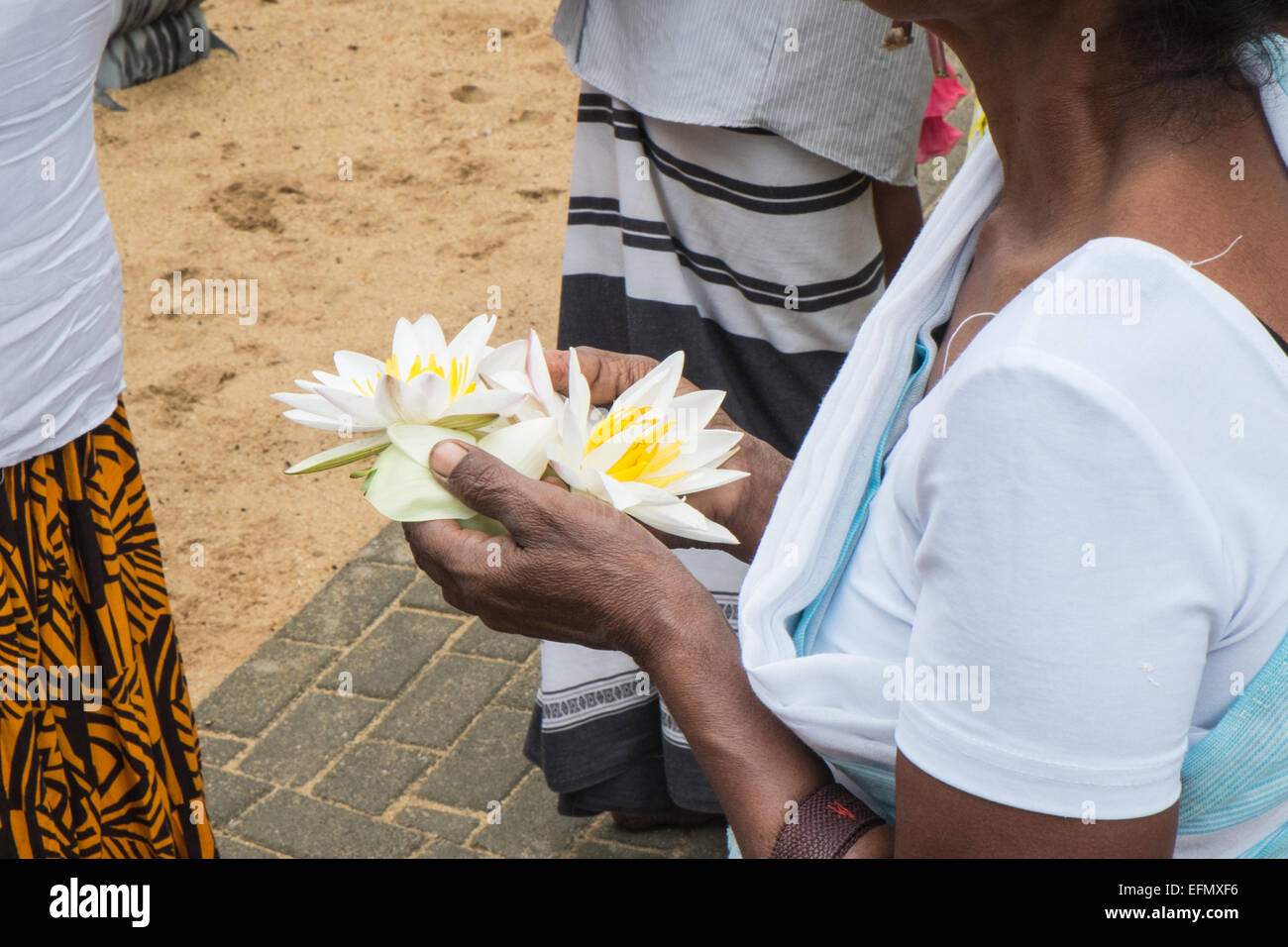 Bo Tree Leaf High Resolution Stock Photography and Images - Alamy