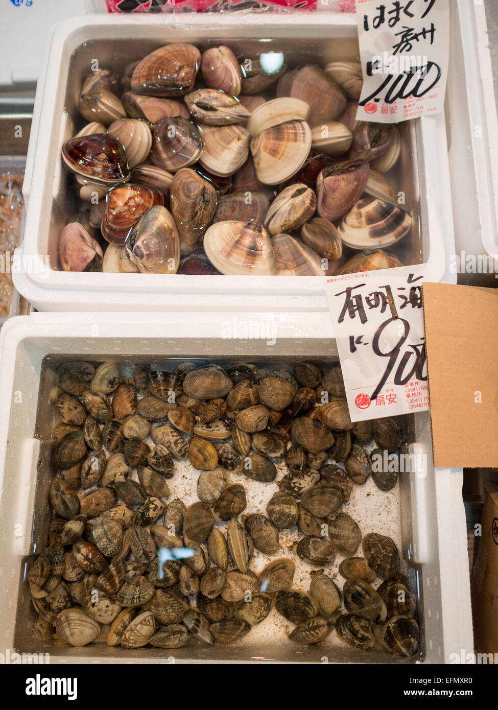 Fresh bivalves for sale at Tsukiji fish market Stock Photo - Alamy