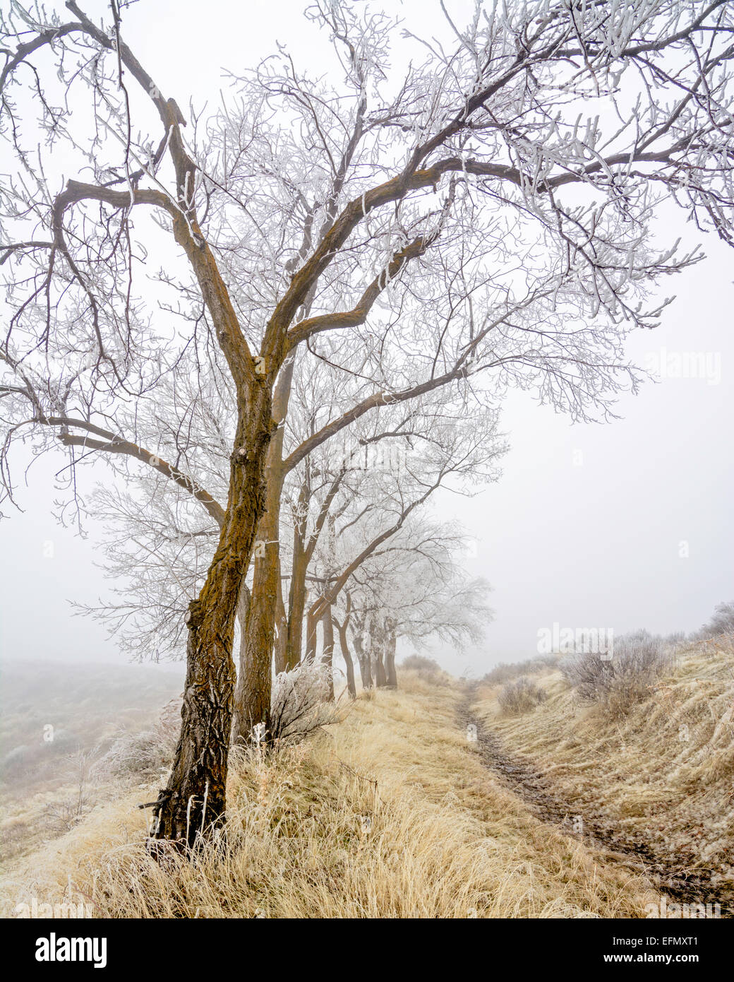 Row of winter trees hi-res stock photography and images - Alamy