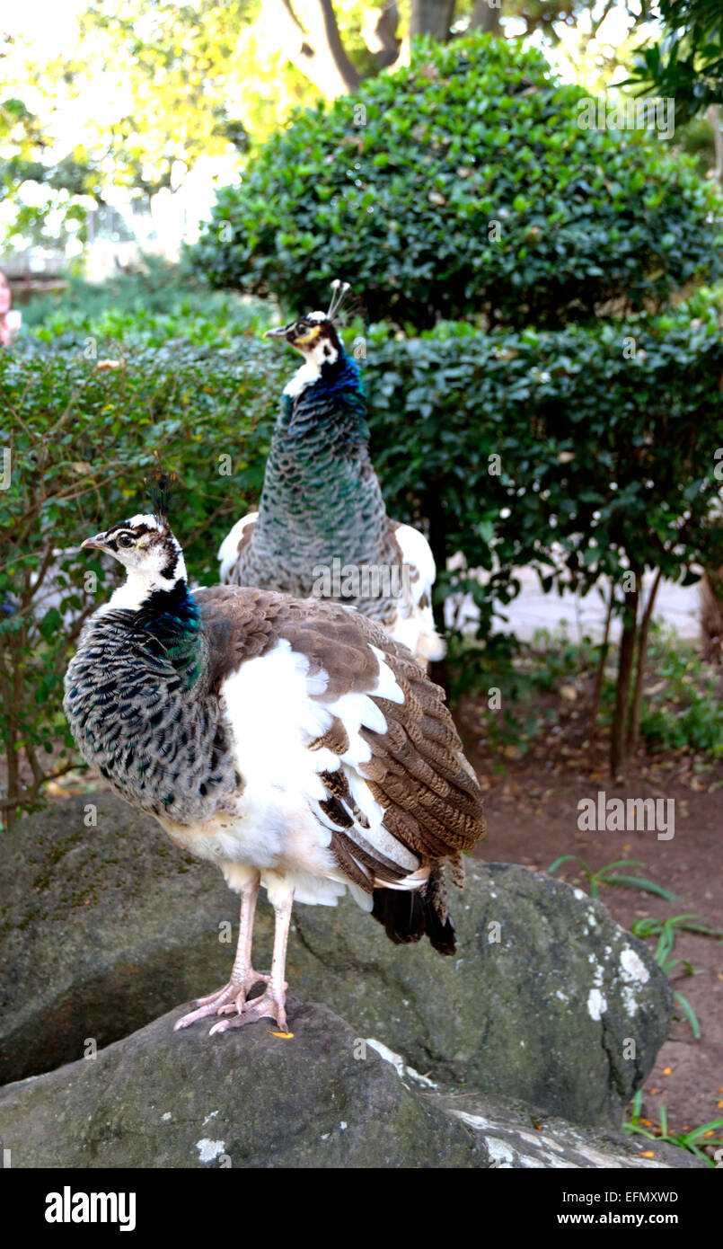 Pair of Peafowls Stock Photo - Alamy