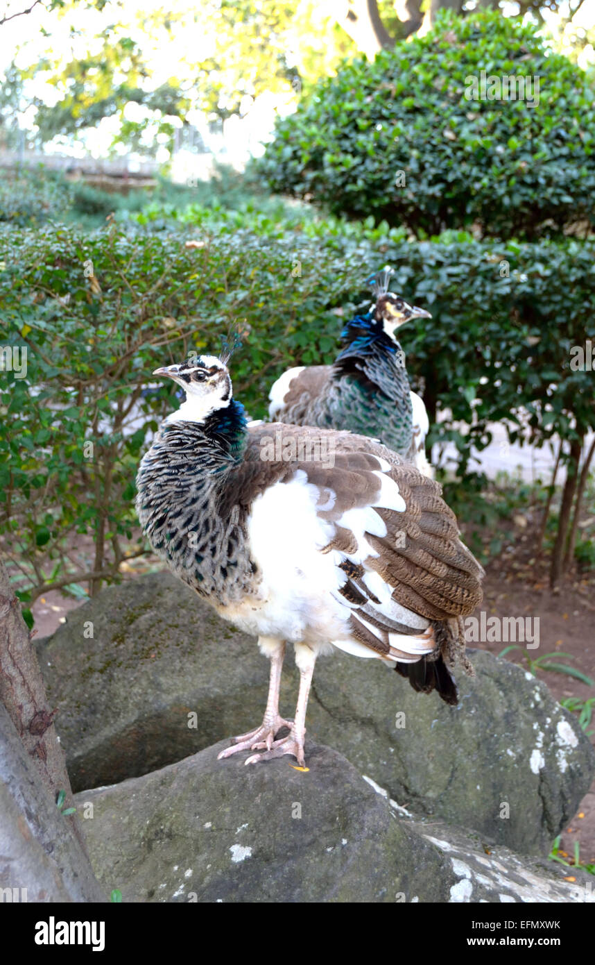 Pair of Peafowls Stock Photo - Alamy