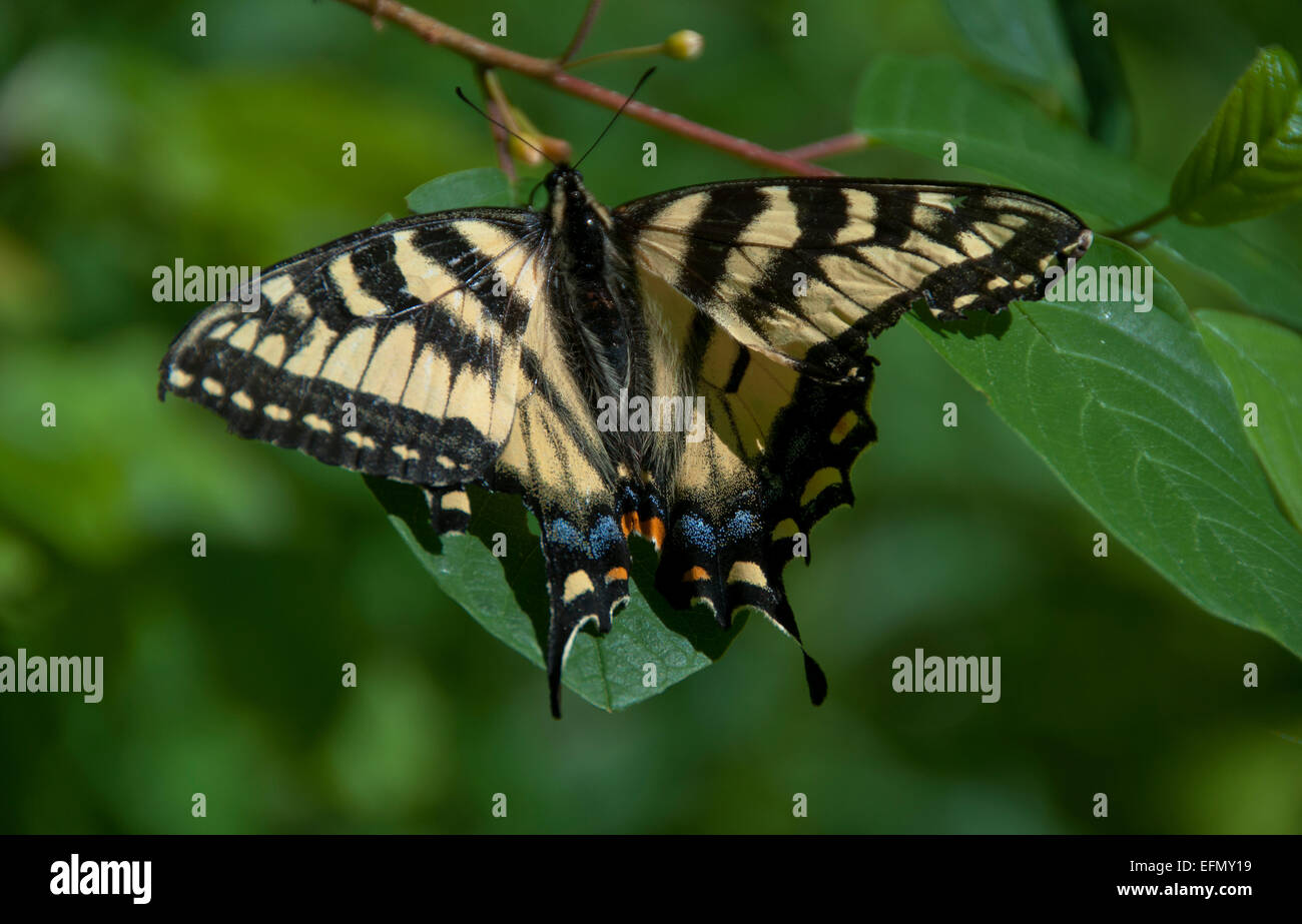 Canada tiger swallowtail hi-res stock photography and images - Alamy