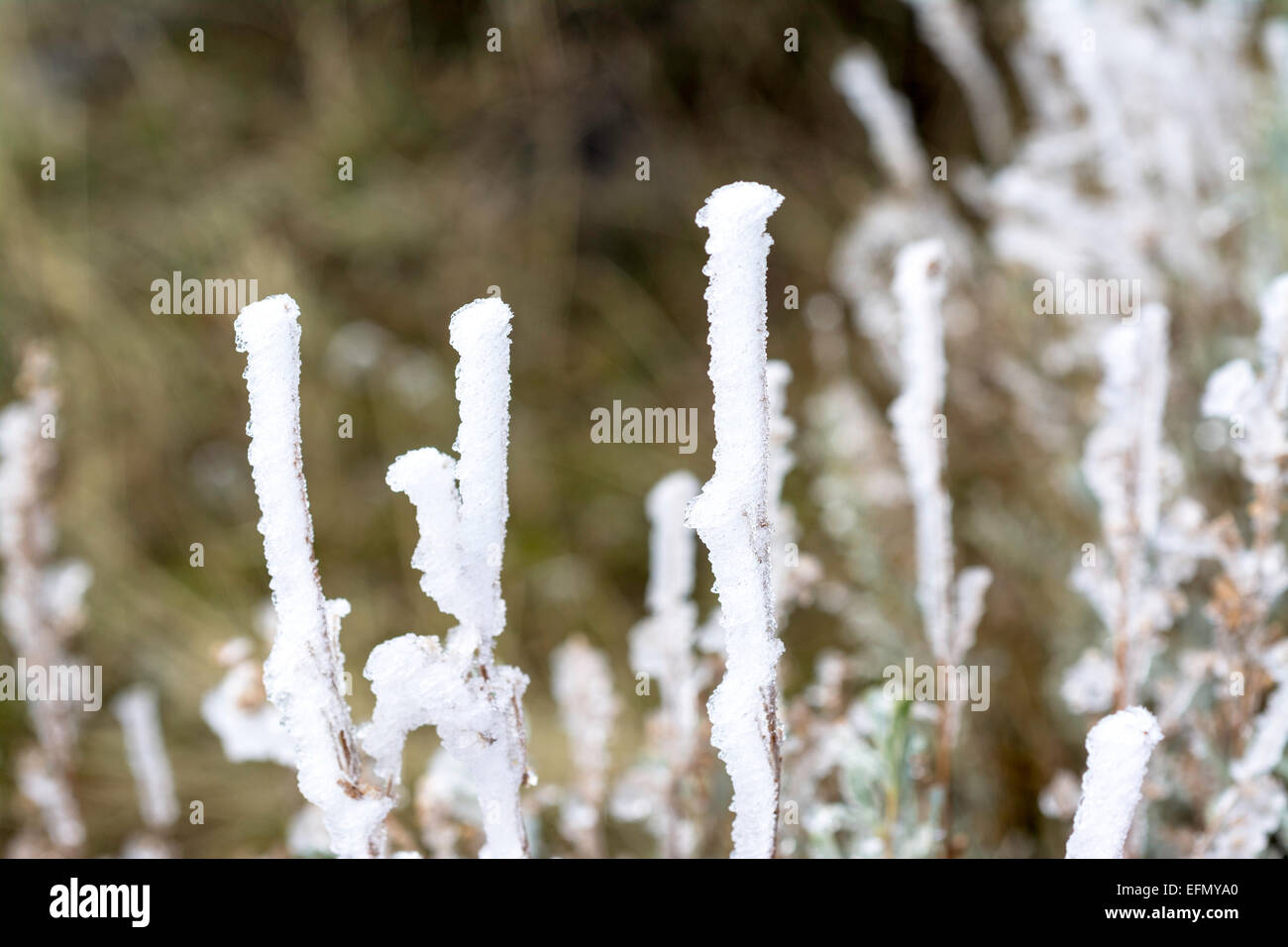Frosted with ice grass tips in winter Stock Photo - Alamy