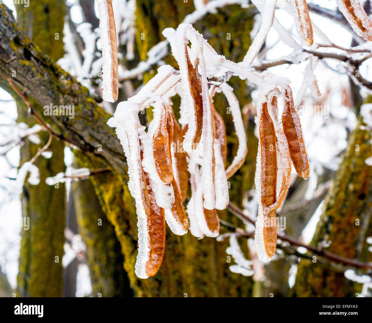Seed pods on a tree hi-res stock photography and images - Alamy