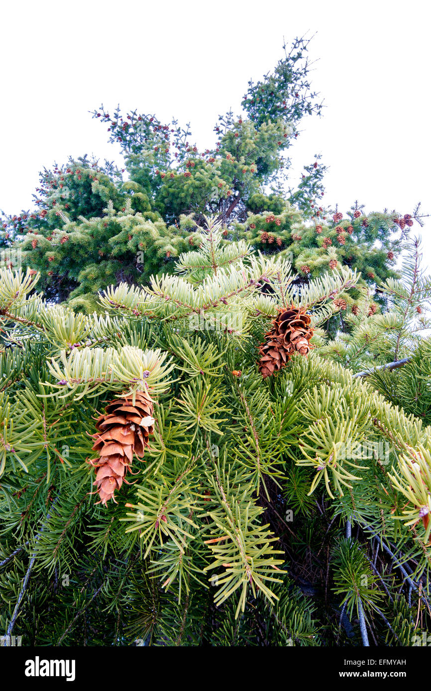 Small pine tree cones hi-res stock photography and images - Alamy