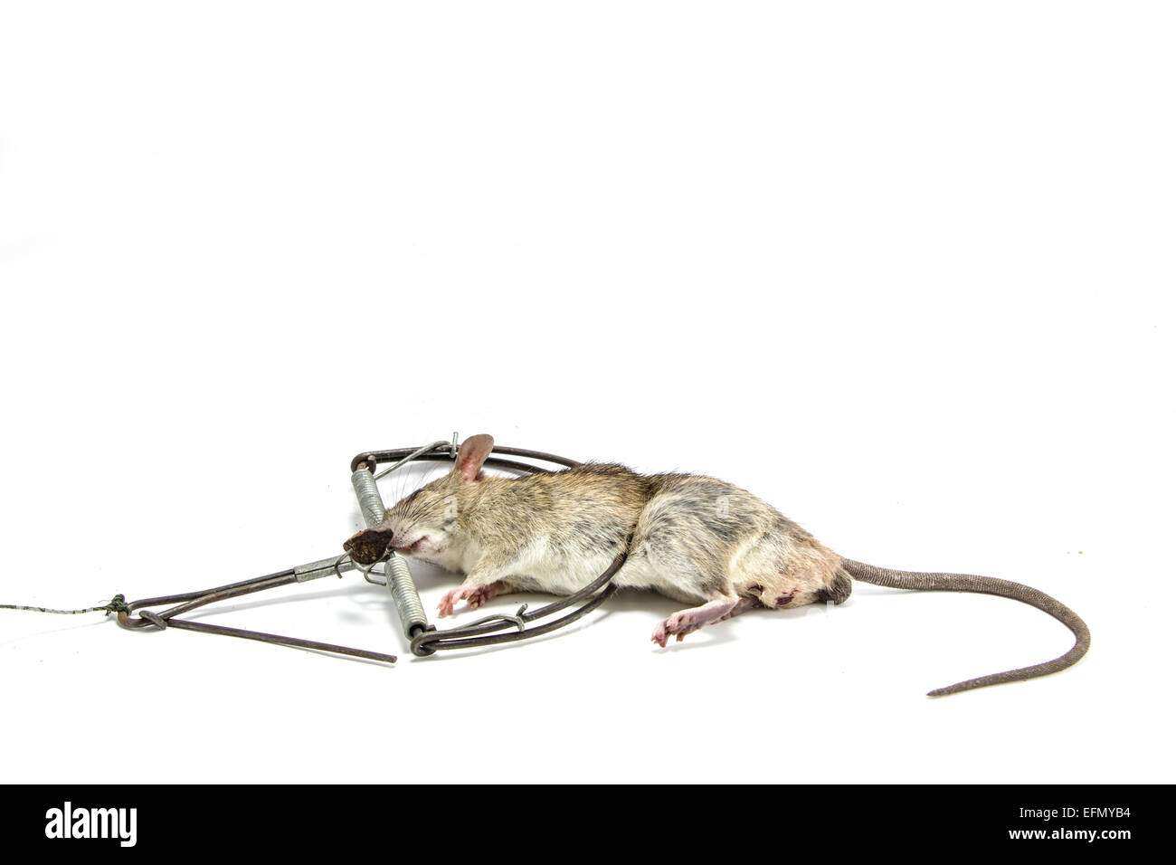 Small dead rat hi-res stock photography and images - Alamy