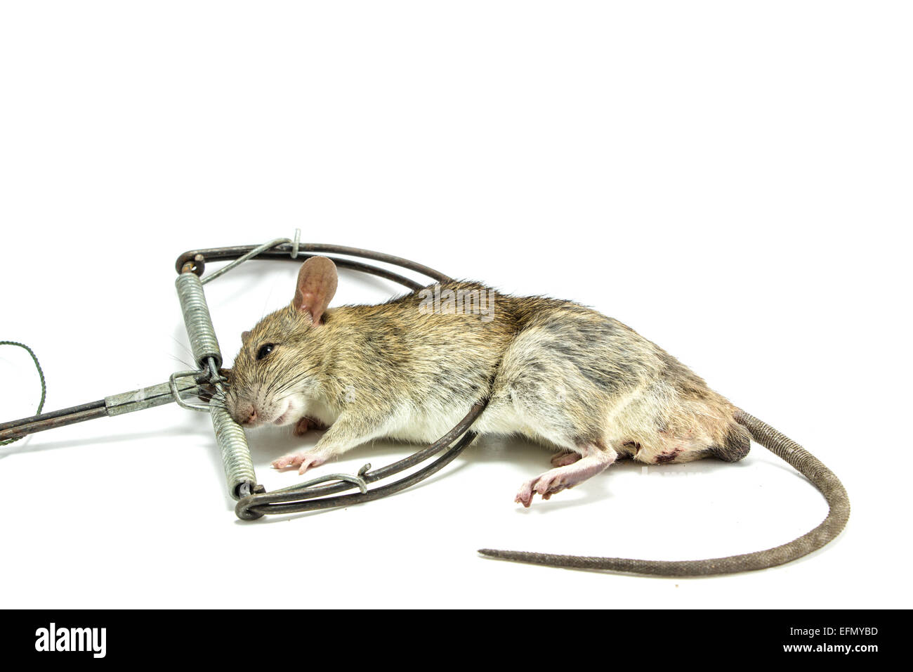 Small dead rat hi-res stock photography and images - Alamy