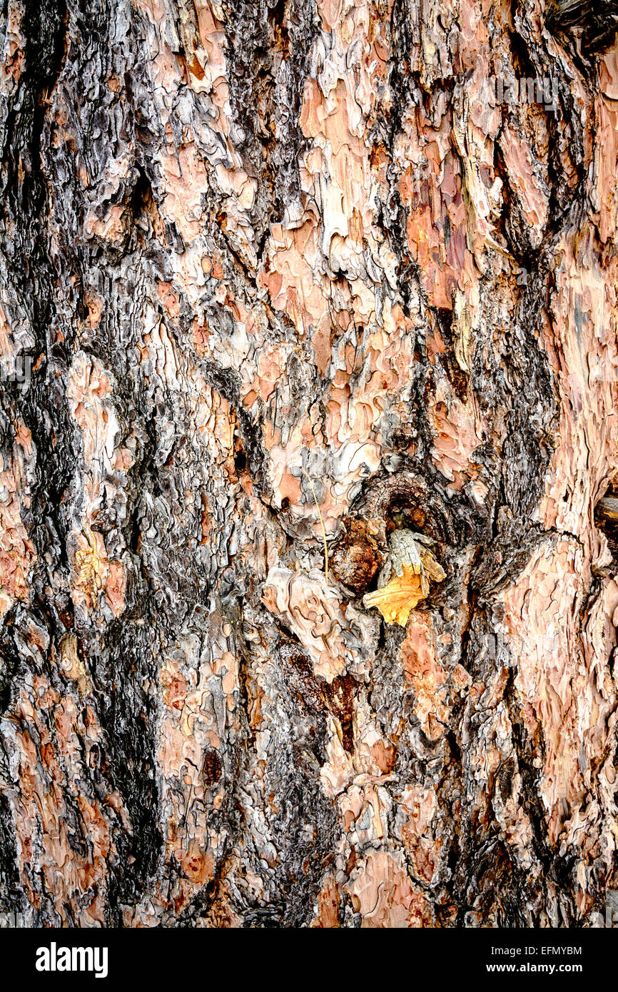 Tree back and broken branch Stock Photo - Alamy
