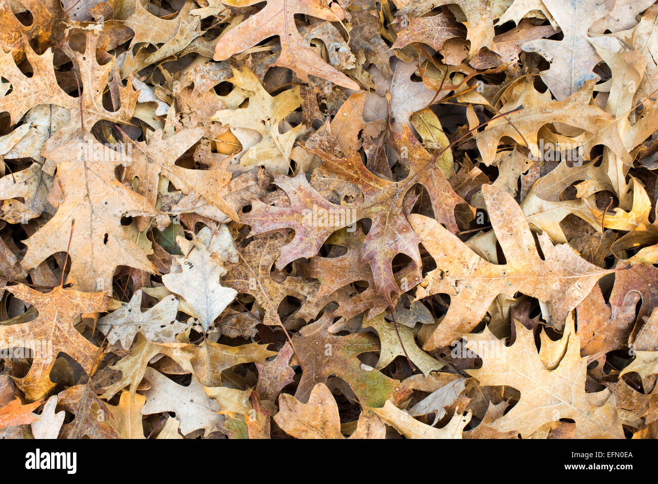 Blanket covering of leaves hi-res stock photography and images - Alamy