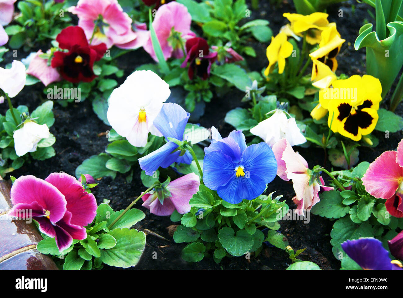Viola Flowers pansy Stock Photo - Alamy