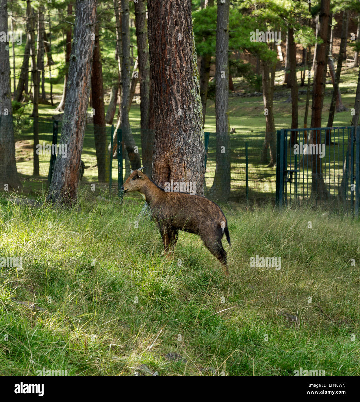 Bhutan Takin High Resolution Stock Photography and Images - Alamy