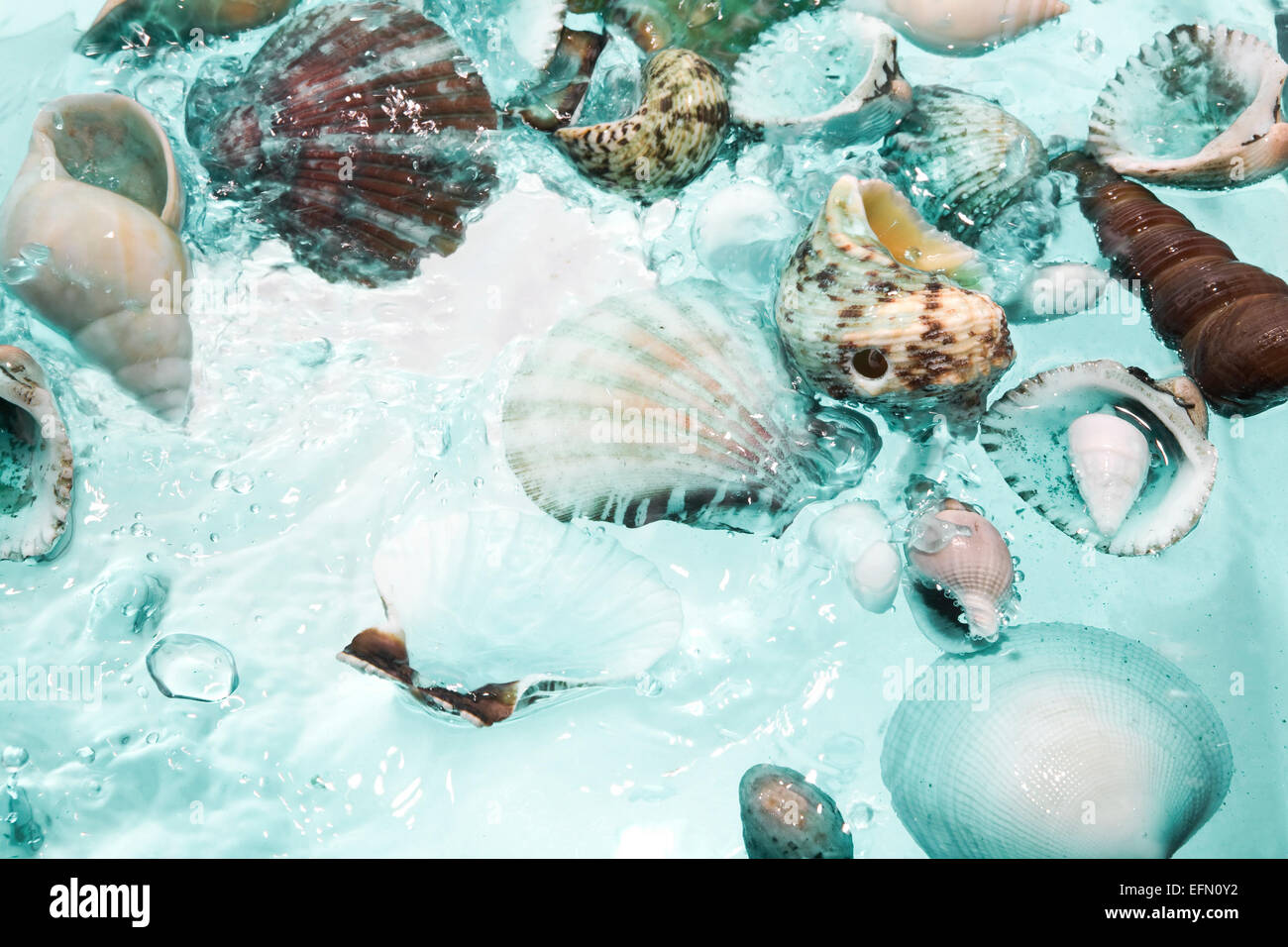 Close up view of different kind of shells on splashing water background ...