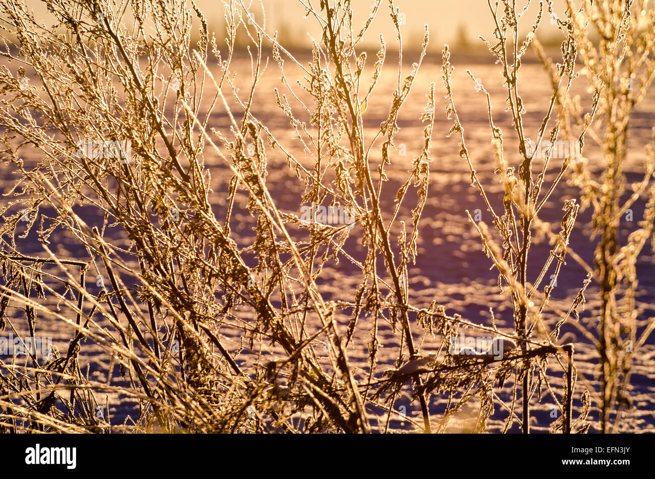 beautiful winter hoarfrost on plants background and sunrise sunlight ...