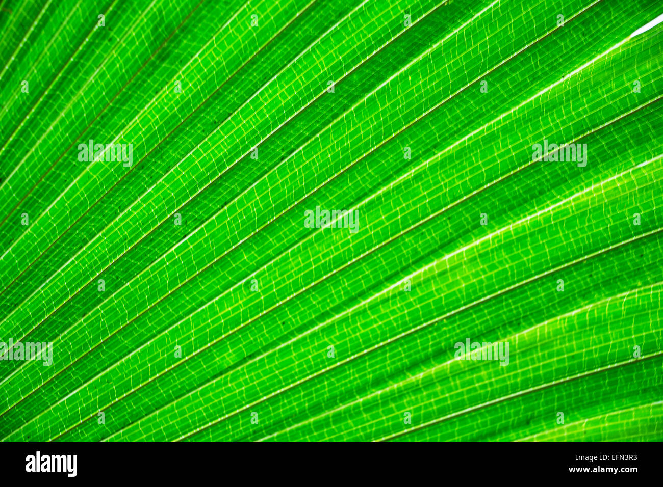 Palm leaf texture Stock Photo - Alamy