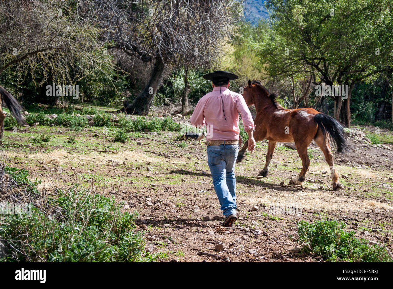 Cowboy chasing a horse on a ranch in El Toyo region of Cajon del Maipo ...