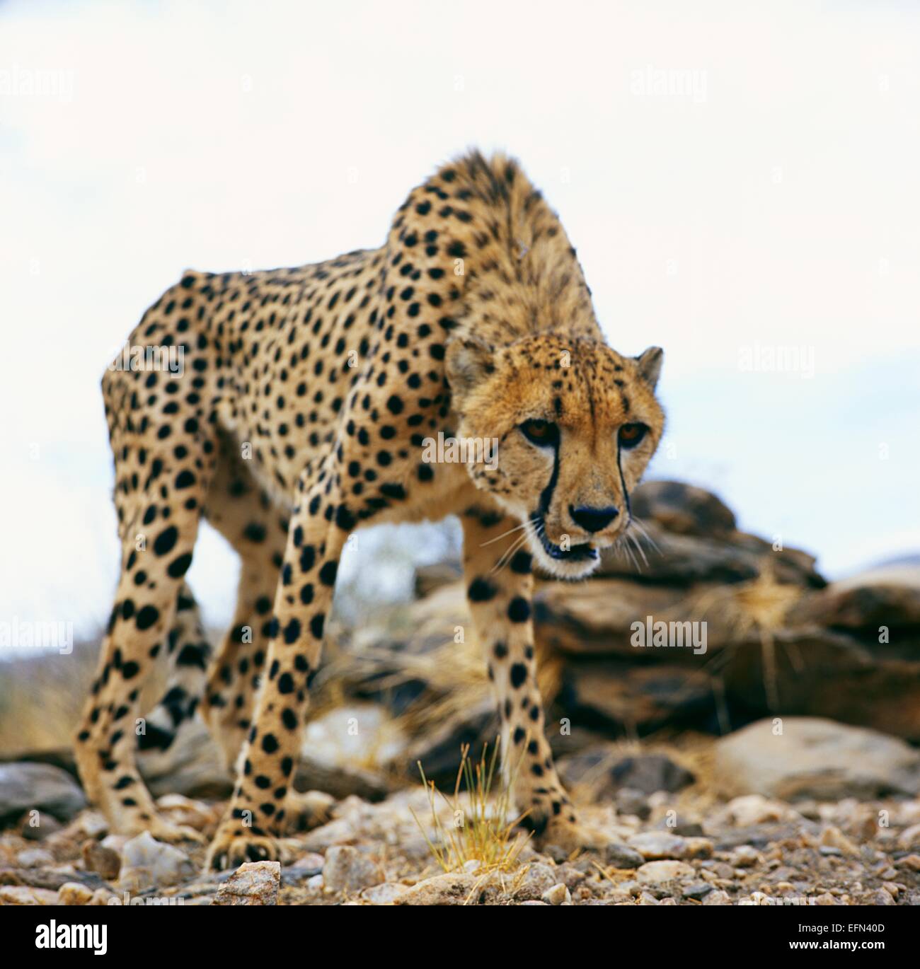 Cheetah in Namibian savannah Stock Photo - Alamy