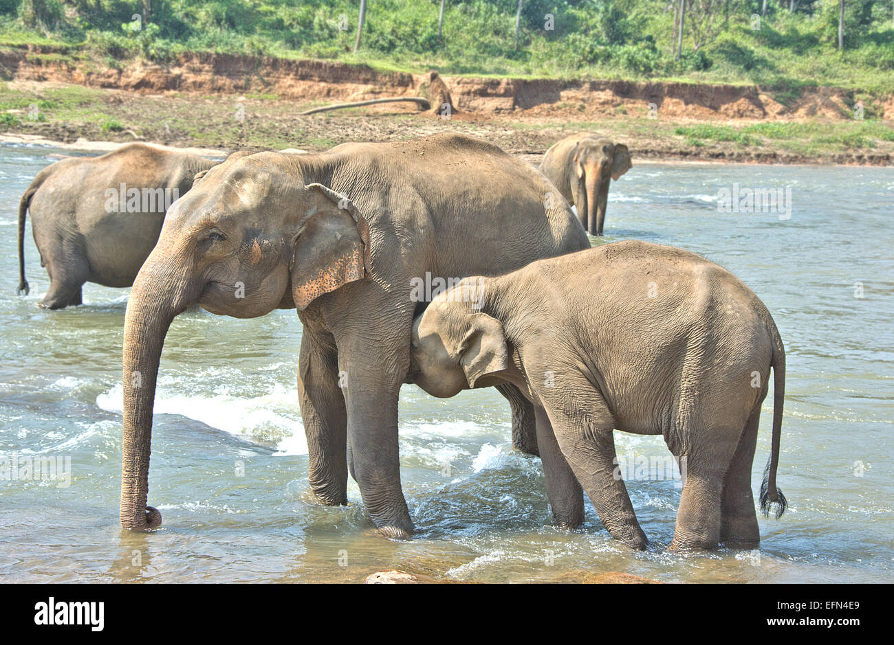 Elephants At Pinnawala Elephant Orphanage, An Orphanage, Nursery And ...
